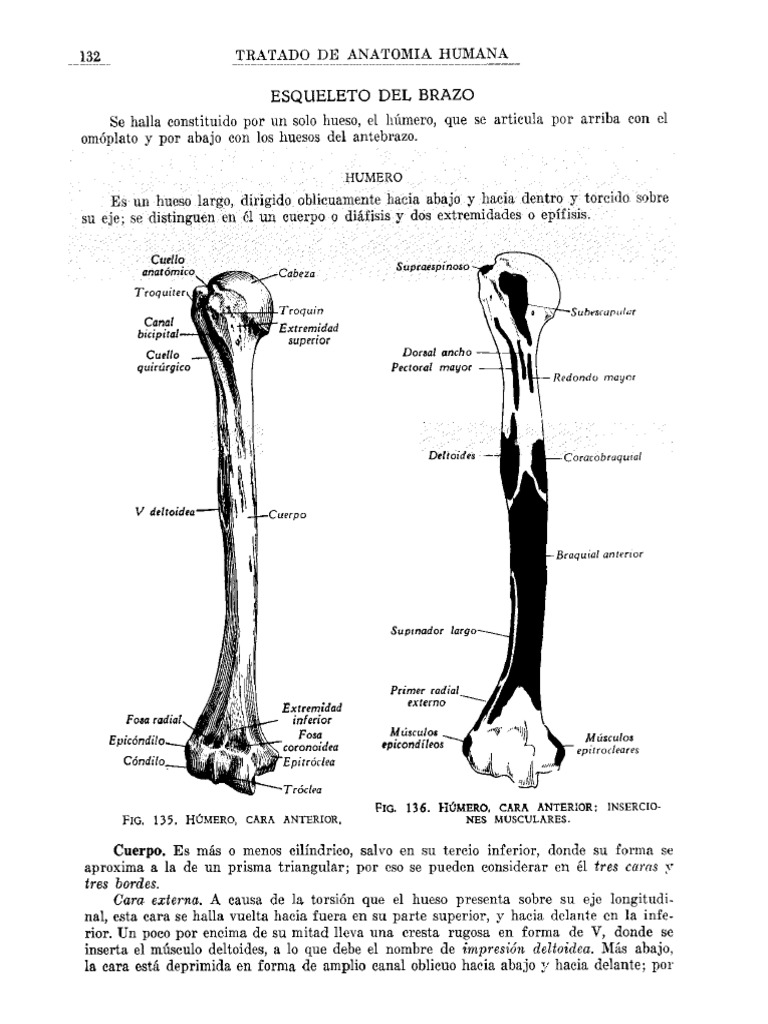 Extracto QUIROZ Humero Radio Cubito | PDF