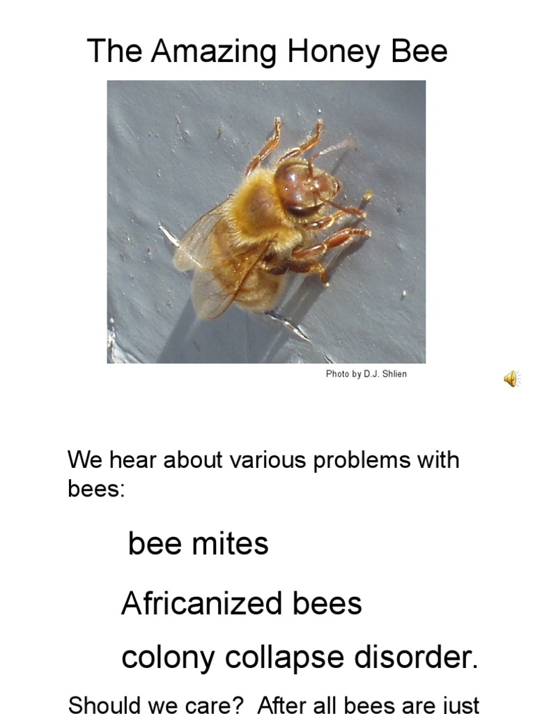 The Amazing Honey Bee: Photo by D.J. Shlien | PDF | Honey Bee | Eusociality