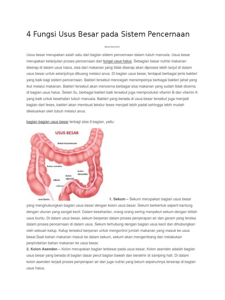 Fungsi Utama Usus Besar dalam Pencernaan | PDF | Sains & Matematika