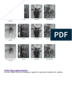 Cuento Del Pollito Pito | PDF