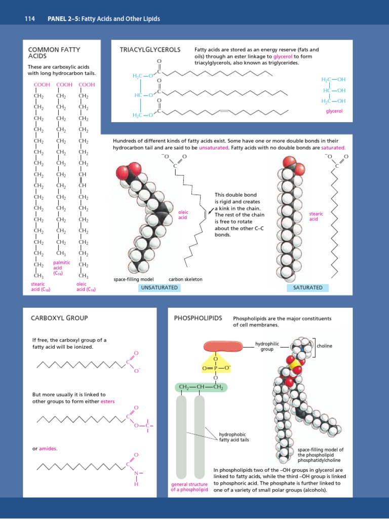 Common Fatty Acids | PDF | Lipid | Fatty Acid