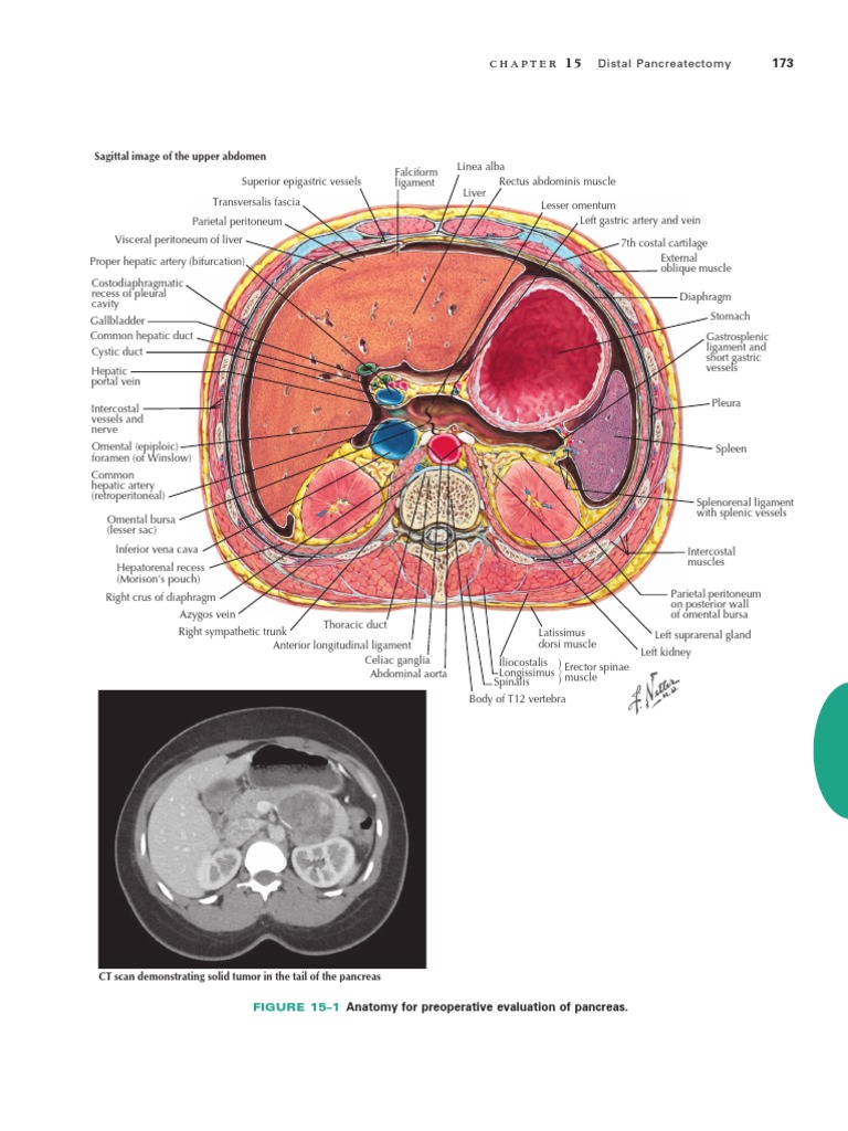Surgical Anatomy and Approaches 2014 | PDF