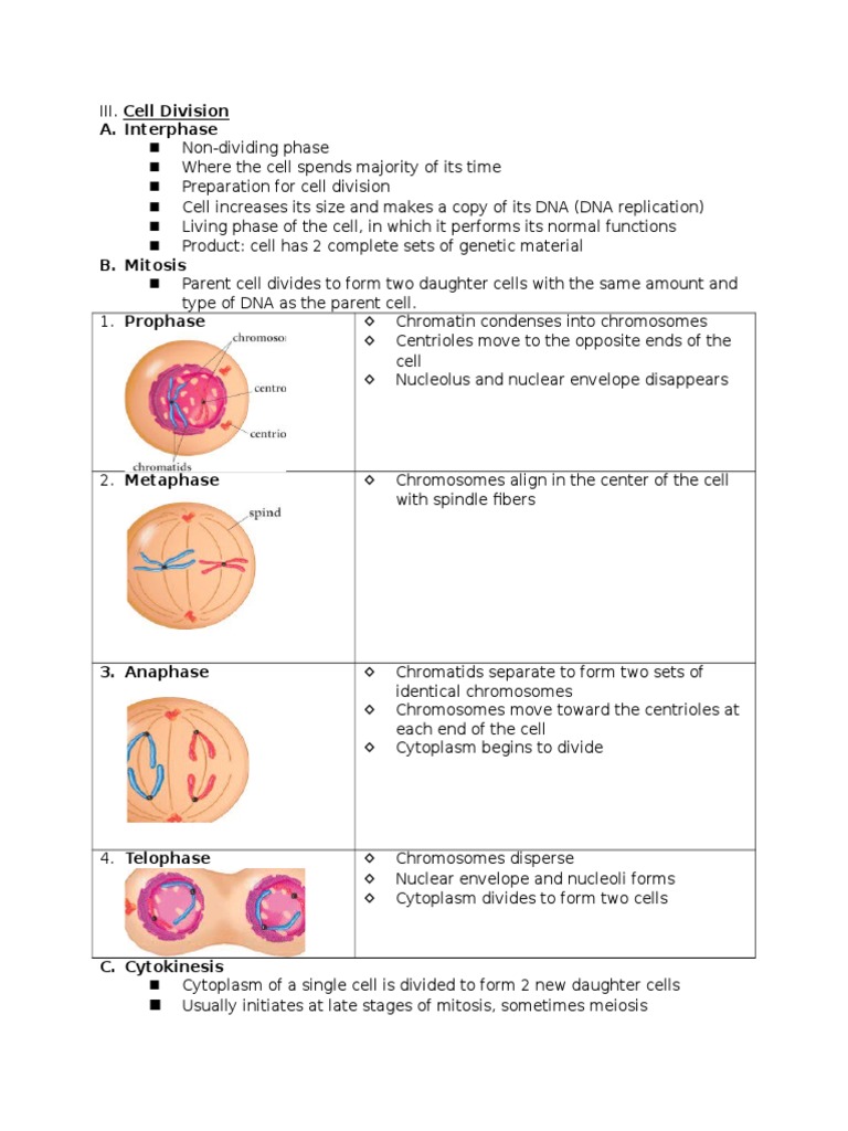Cell Division | PDF
