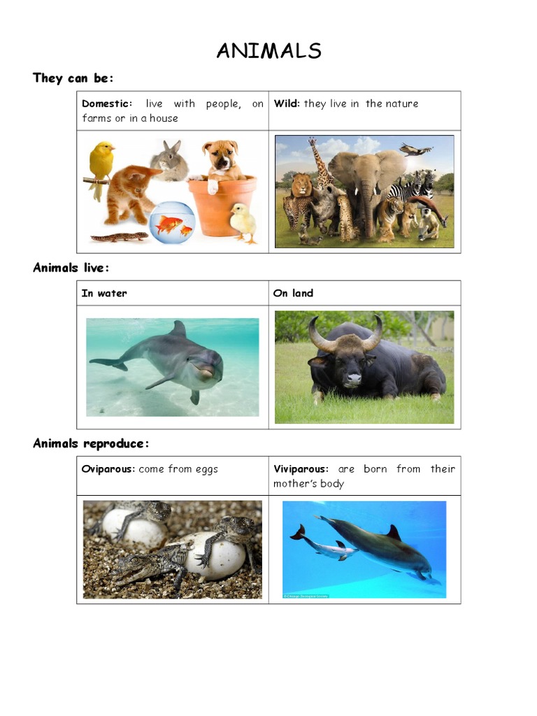 Describe An Animal | PDF | Zoology | Organisms