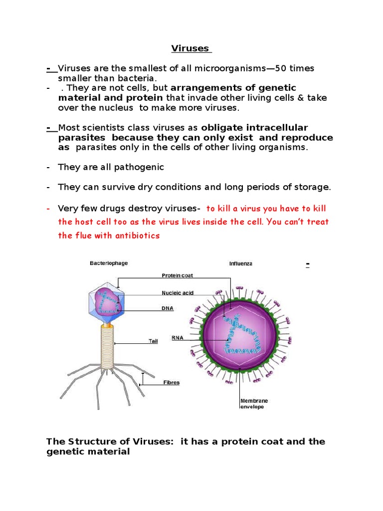 Viruses | PDF | Virus | Bacteria