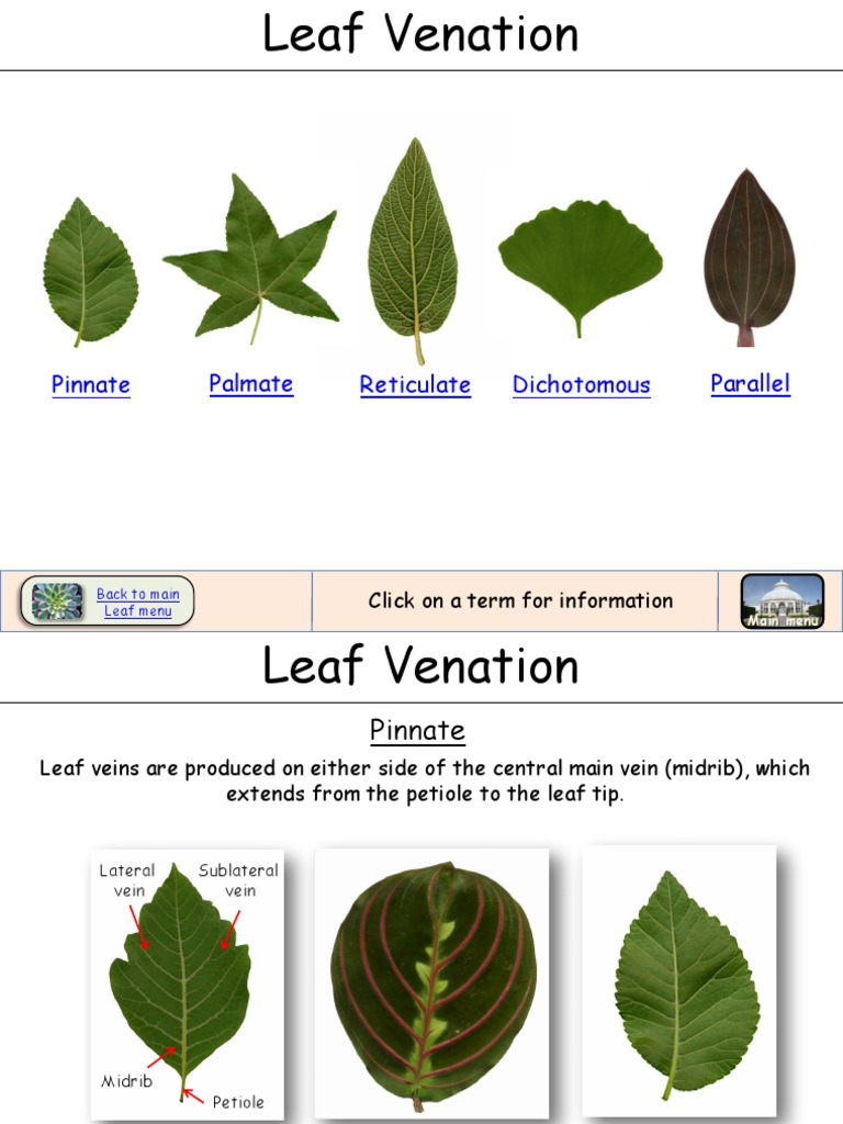 Leaf Ve Nation 01 | PDF | Home & Garden | Science & Mathematics