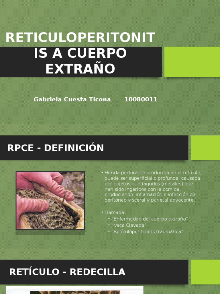 Reticuloperitonitis Traumática En Bovinos – IQGP