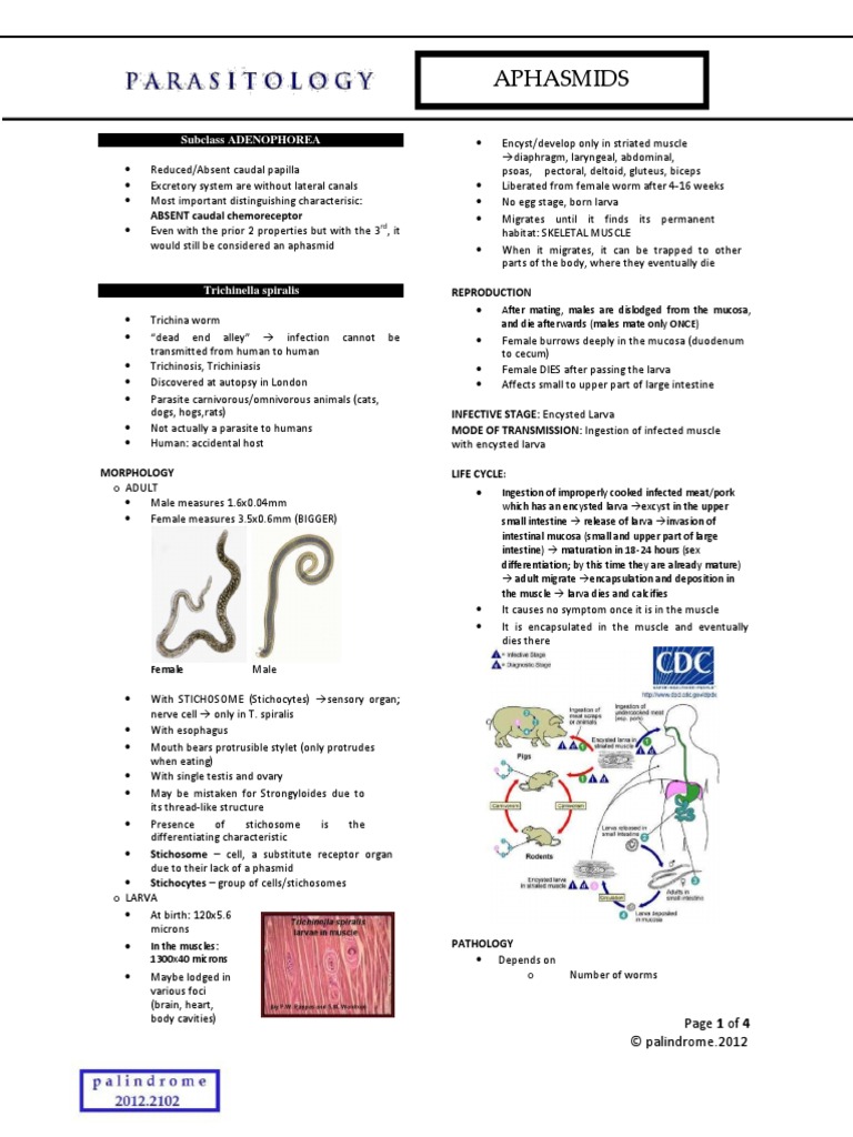 Parasitology Lecture 11 - Aphasmids | PDF | Medical Specialties ...