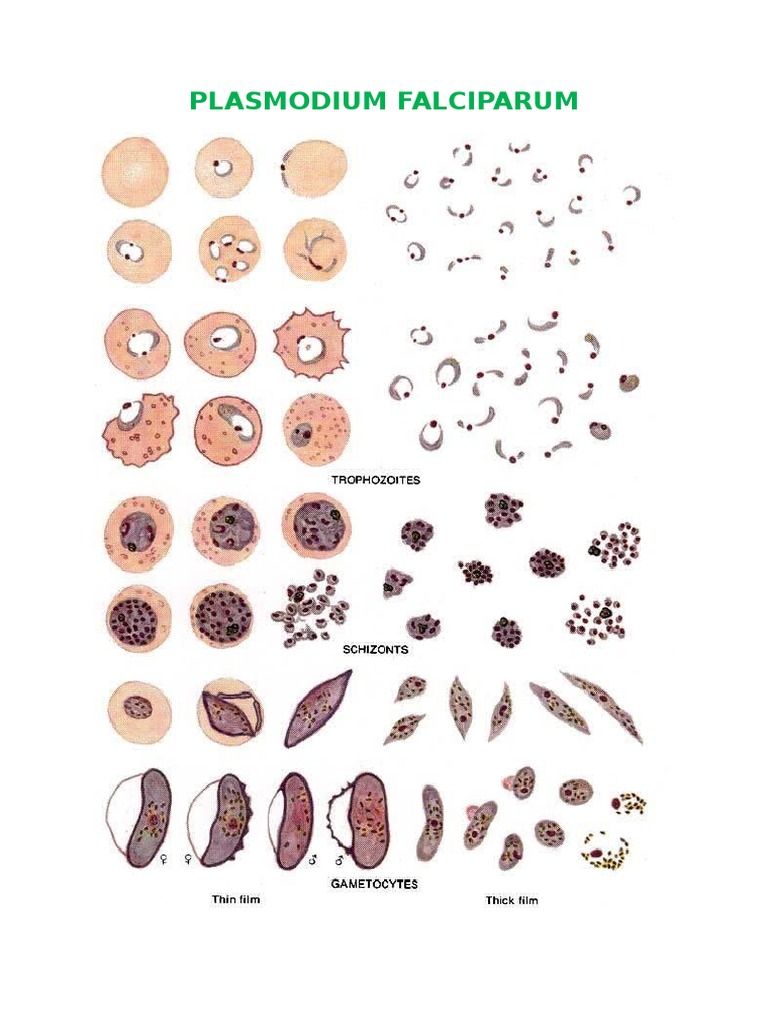 Gambar Plasmodium | PDF