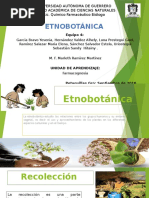 Triptico de Cedrón | PDF | Salud y bienestar