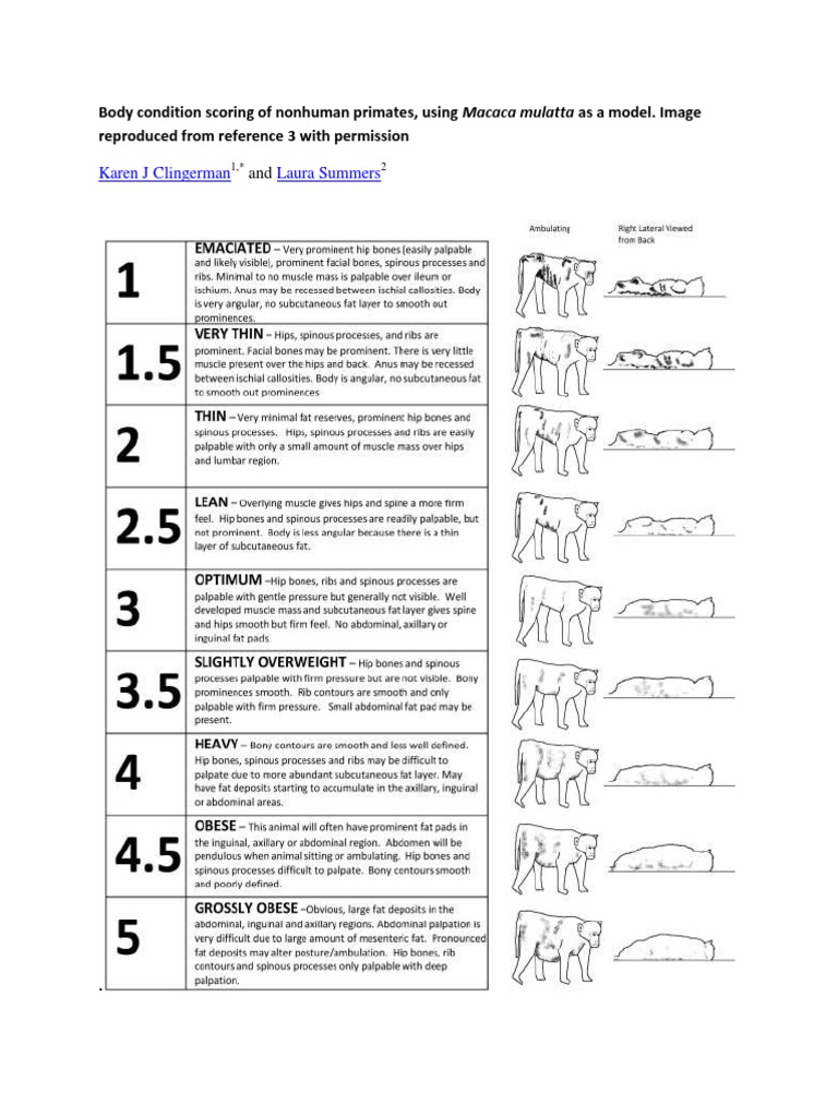 Body Condition Scoring in Macaca mulatta | PDF