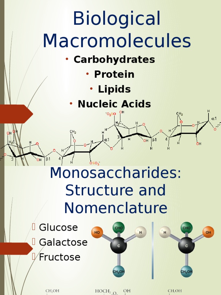 Biological Macromolecules Overview | PDF | Carbohydrates | Glucose