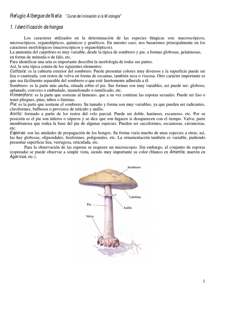 Setas - Curso de Identificacion - Setas | PDF | Productos forestales no ...