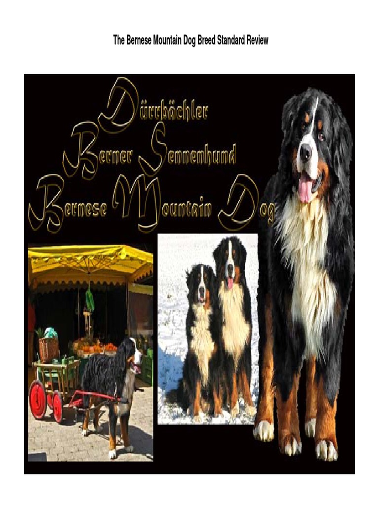 Bernese Mountain Dog Breed Standard Review Colorview | PDF | Horse Gait ...