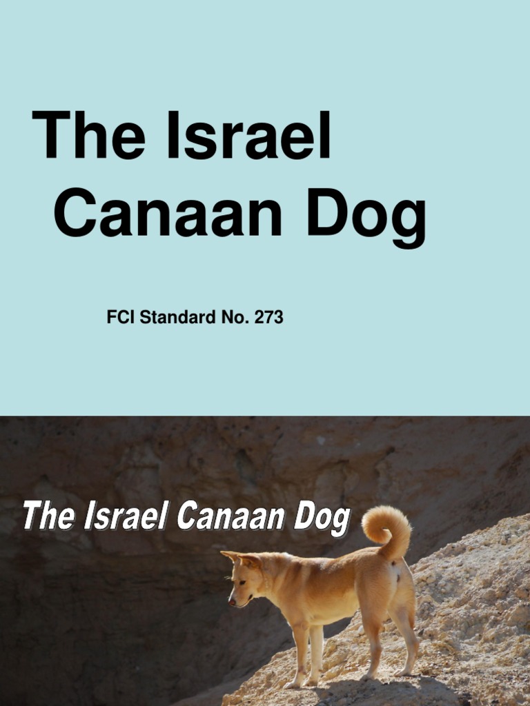 The History and Characteristics of the Ancient and Unique Israel Canaan ...