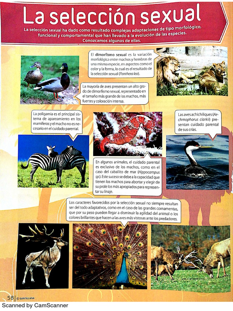 Selección Sexual | PDF