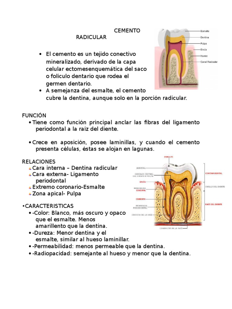 Características y función del cemento radicular | PDF