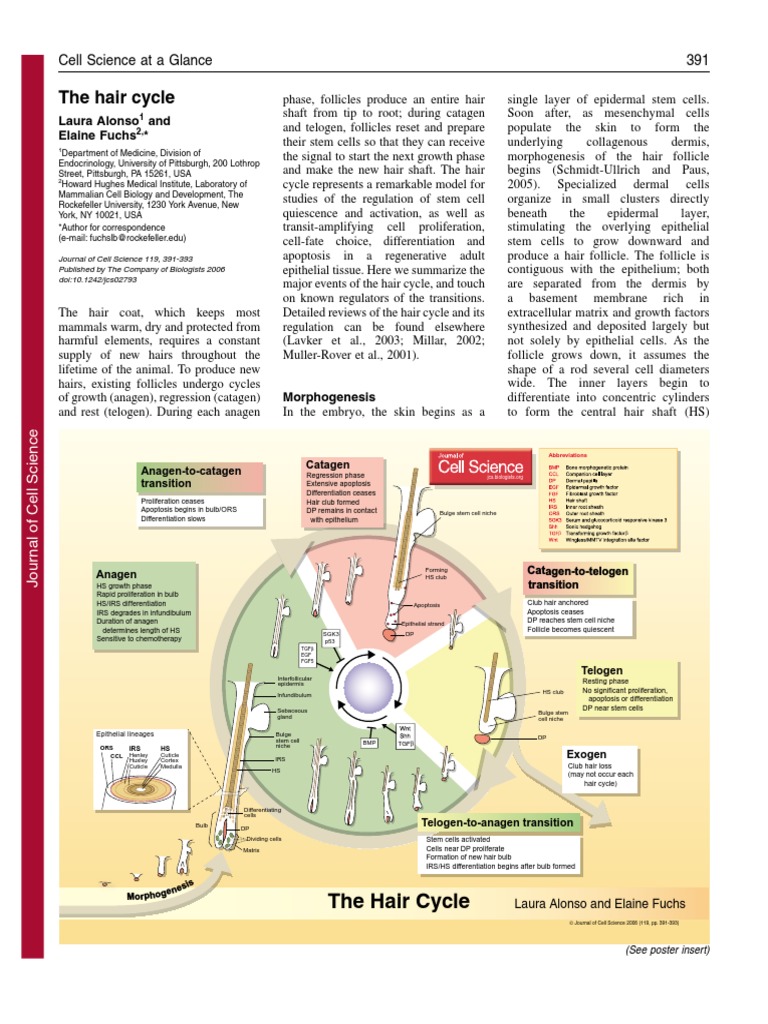The Hair Cycle | PDF | Life Sciences | Anatomy