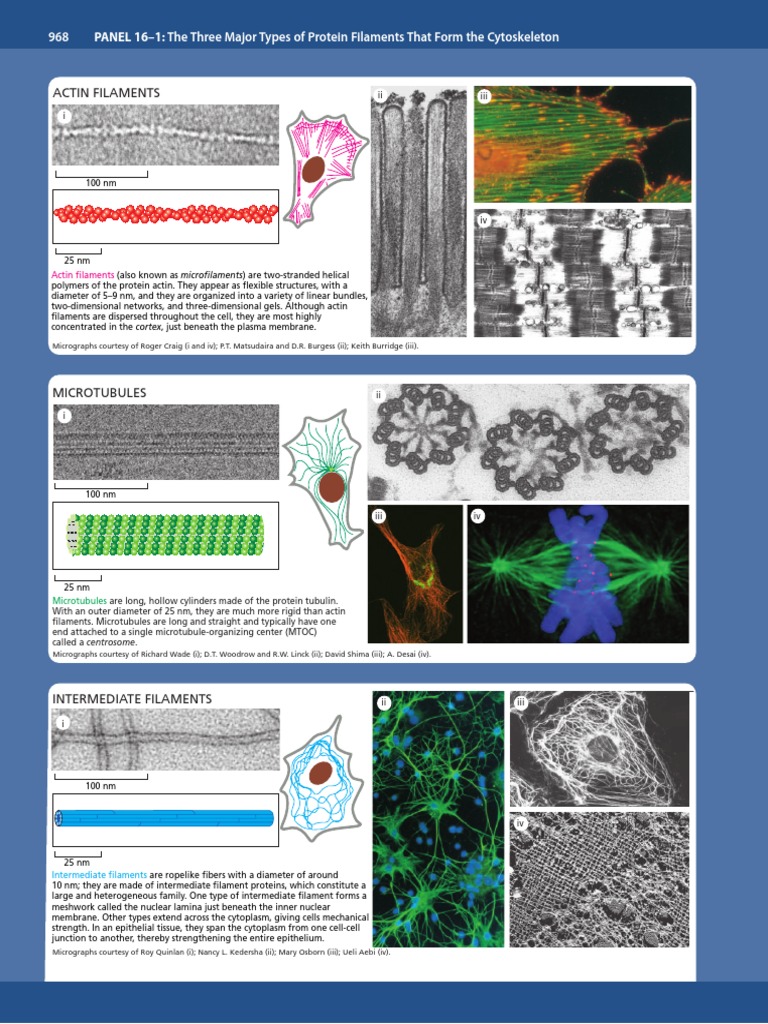 Actin Filaments: 968 PANEL 16-1: The Three Major Types of Protein ...