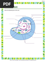 Amoeba Sisters - Intro To Cells Recap | PDF | Cell (Biology ...