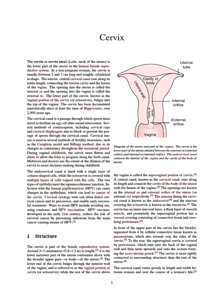 Cervix | Female Mammals | Reproduction