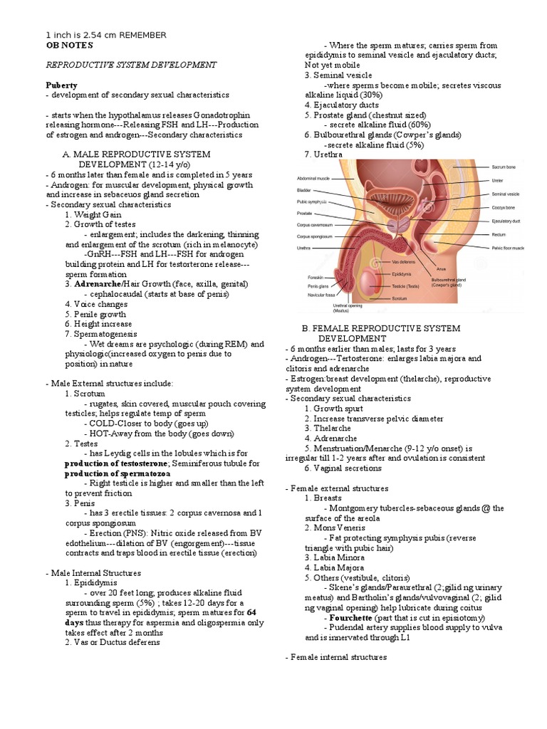 Reproductive System Development: Ob Notes | PDF | Menstrual Cycle ...