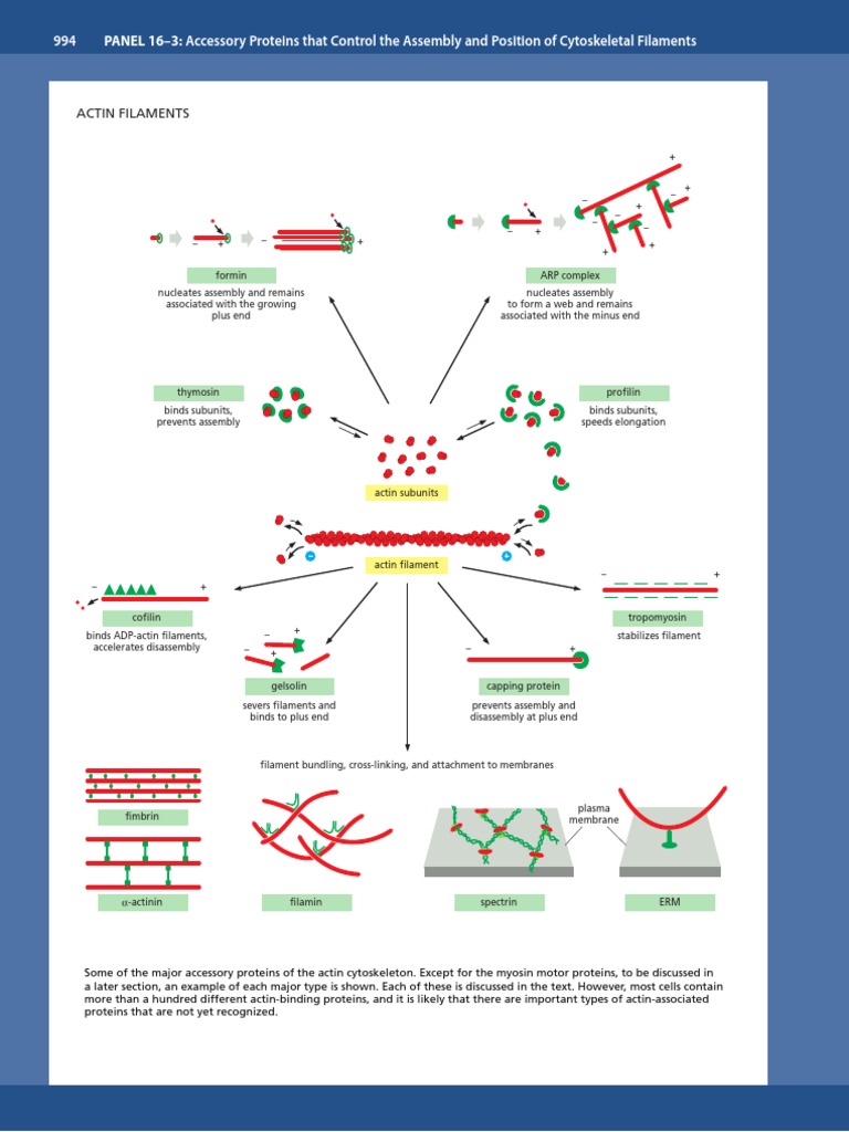 Actin Filaments and Microtubules | PDF