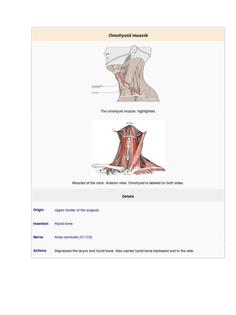 Omohyoid Muscle PDF | PDF | Tongue | Anatomy