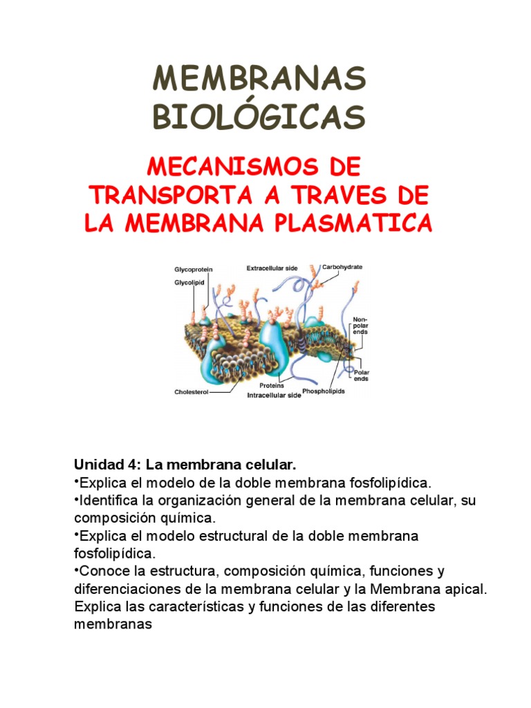 Membranas Biologicas | PDF | Membrana celular | Bicapa lipídica