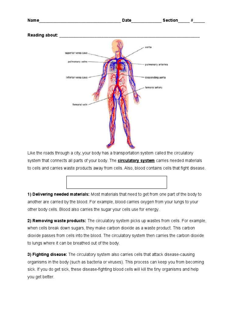 Circulation Worksheet | Circulatory System | Heart