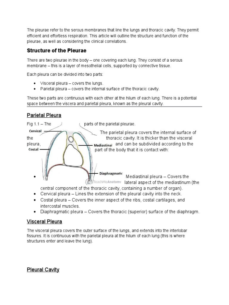 Structure of The Pleurae: Parietal Pleura | PDF | Lung | Thorax