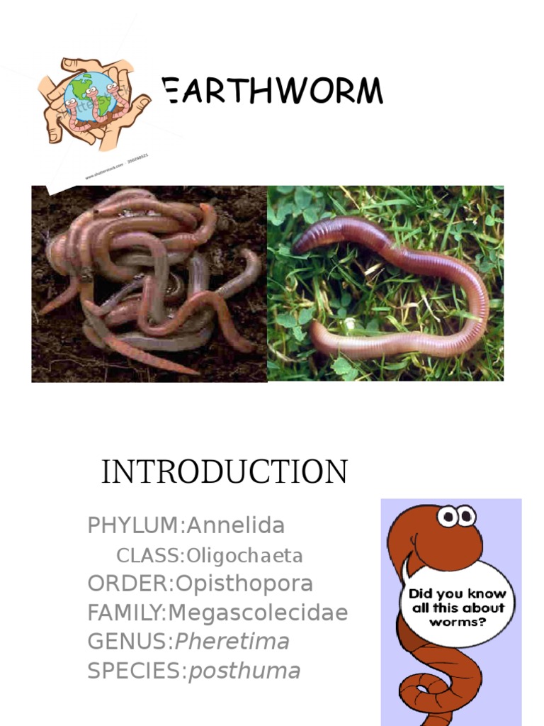 Earthworm | PDF | Zoology | Animal Anatomy
