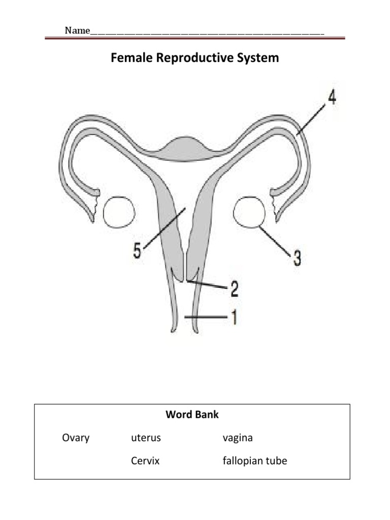 Female Reproductive System - Labeling | PDF