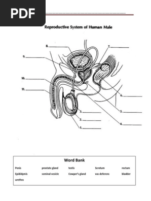 32 Label The Male Reproductive System Worksheet Labels For You