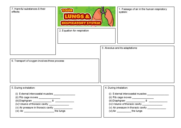 Mind Map - Respiratory System | PDF | Respiratory System | Pulmonology