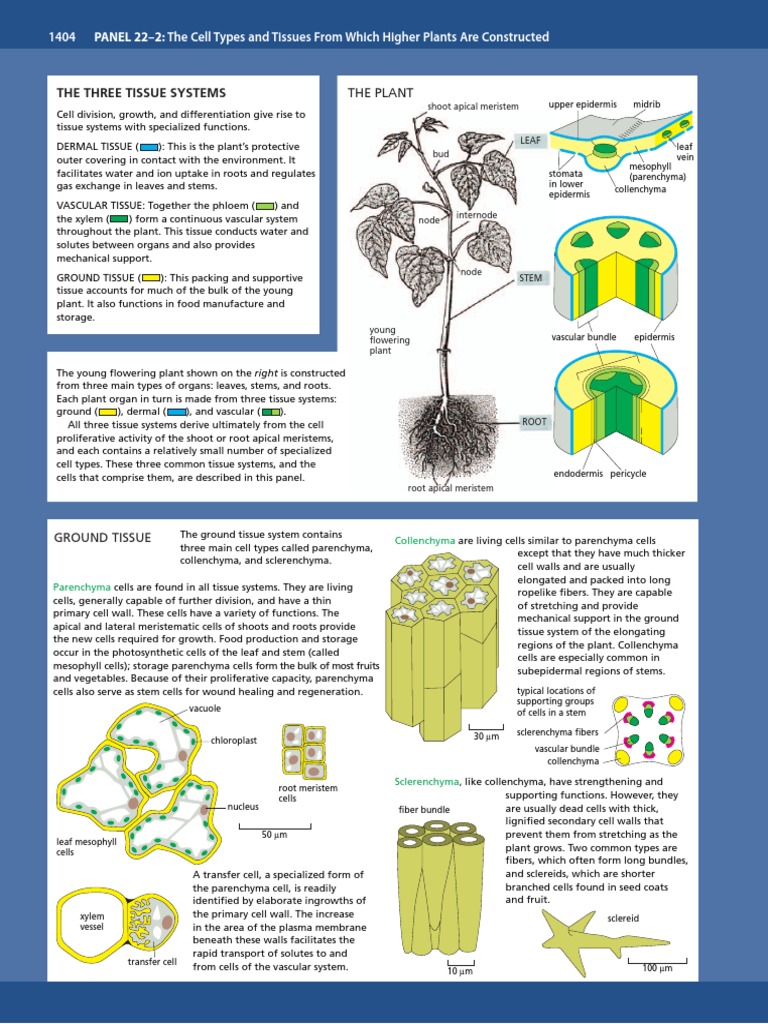 Plant Tissue Systems | PDF | Leaf | Tissue (Biology)