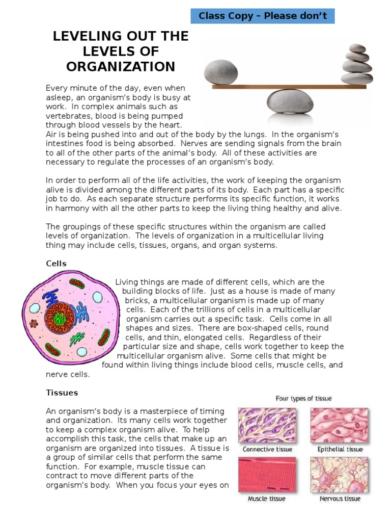 15 - Levels of Organization Reading | PDF | Tissue (Biology) | Organisms