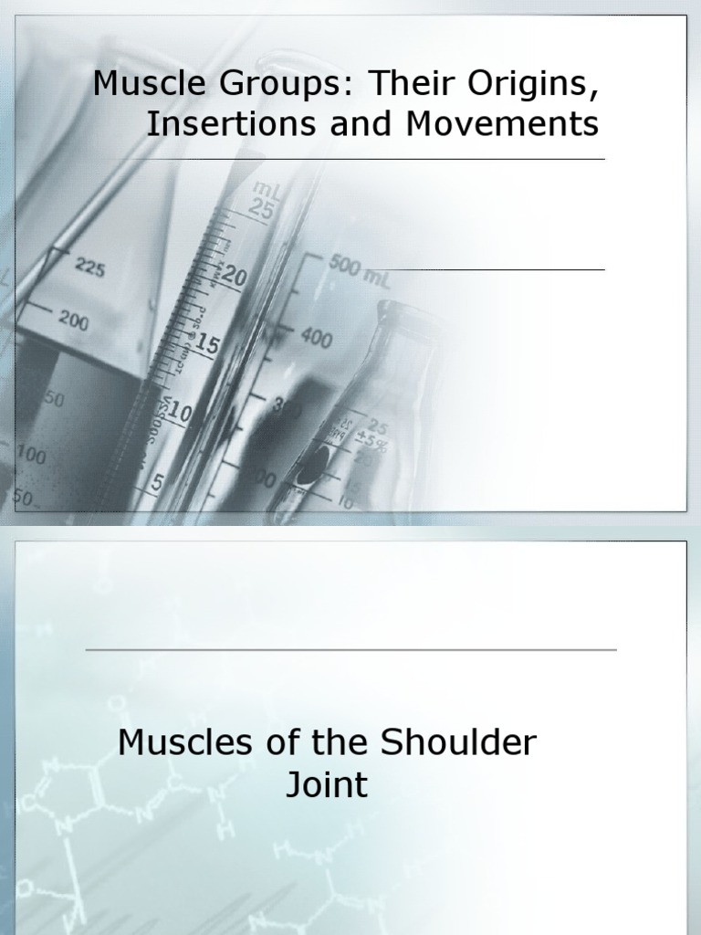 Muscle Groups: Their Origins, Insertions and Movements | PDF