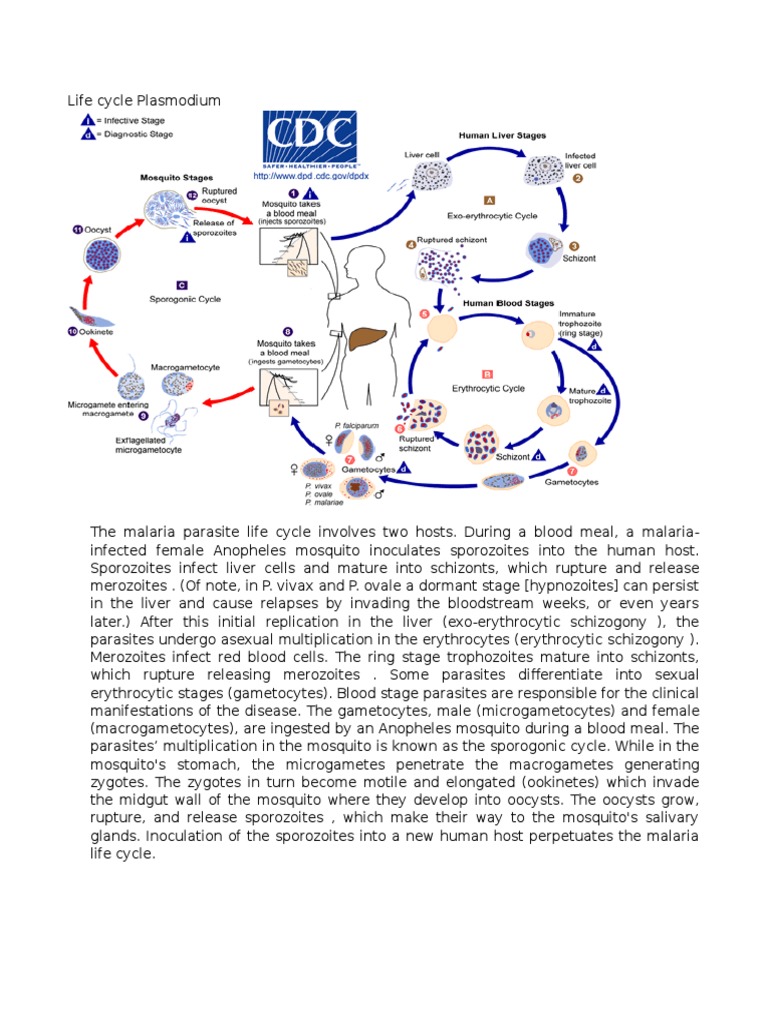 Life Cycle Pasmodium | PDF | Malaria | Plasmodium