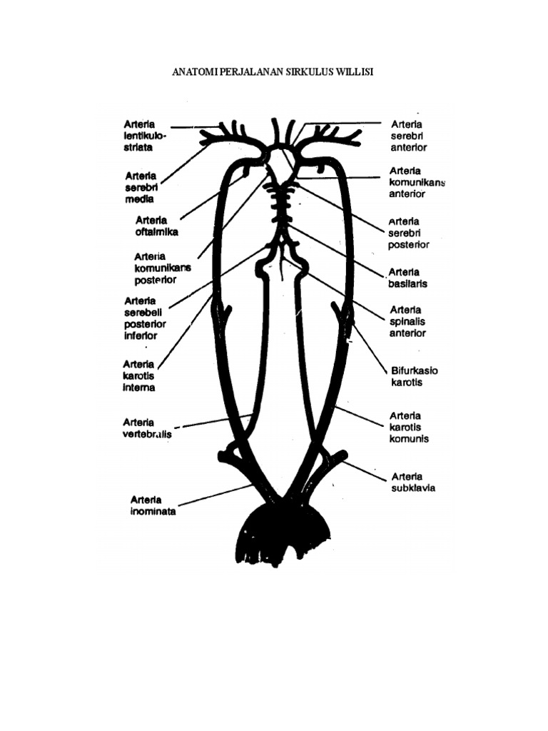 Anatomi Perjalanan Sirkulus Willisi | PDF