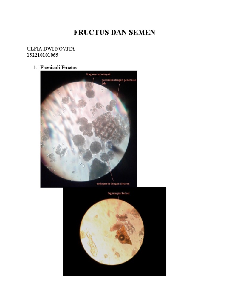 Fructus Dan Semen | PDF