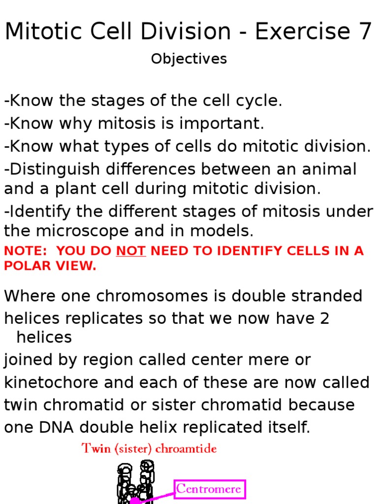 Mitotic Cell Division - Exercise 7: Objectives | Download Free PDF ...