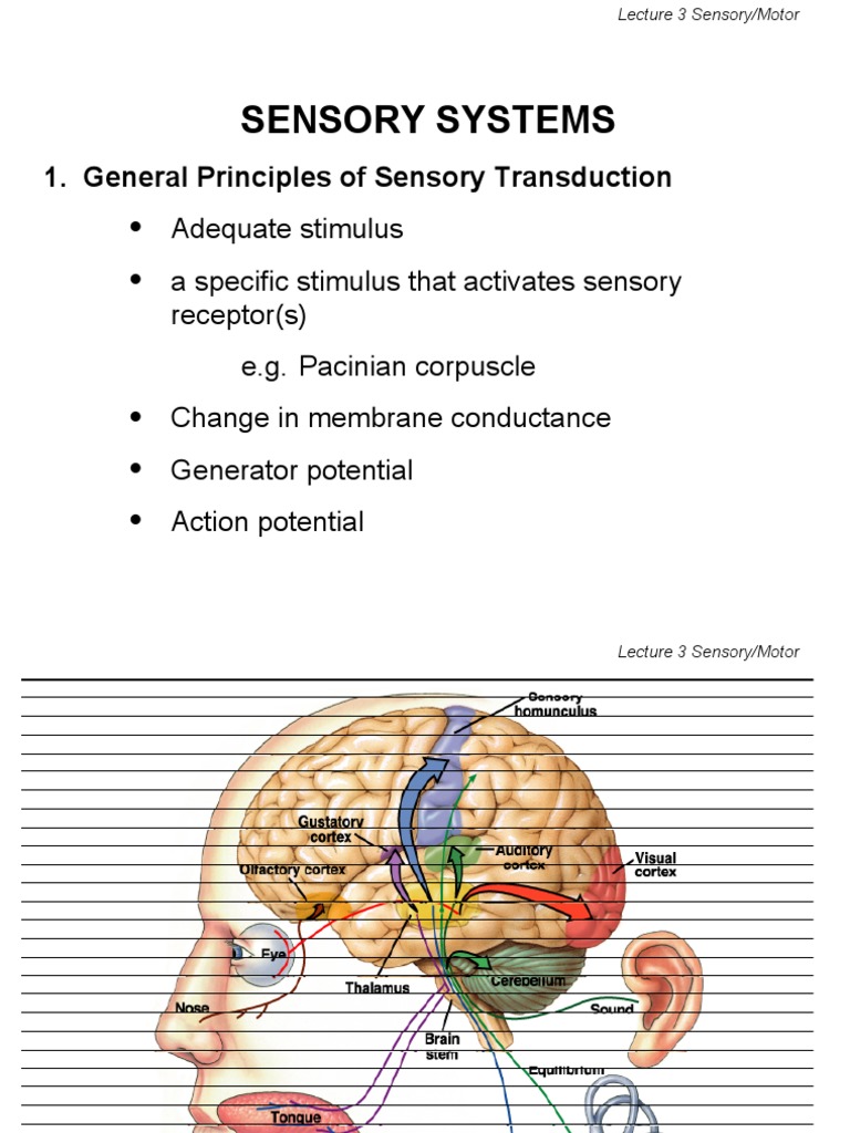 Sensory Systems: 1. General Principles of Sensory Transduction | PDF ...