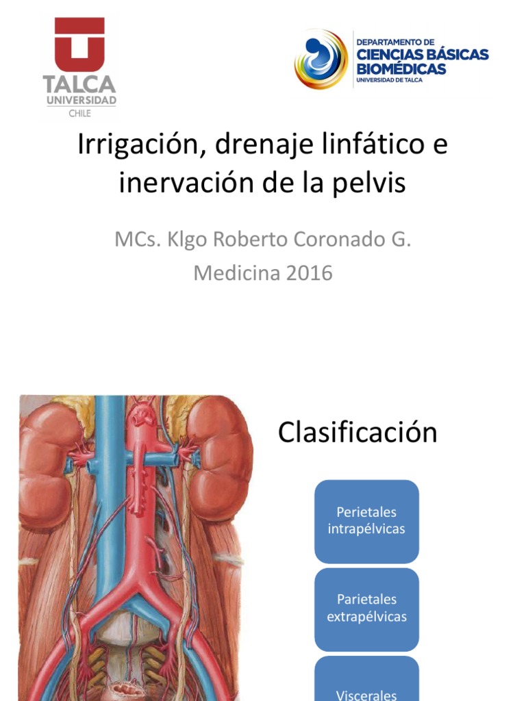 Irrigacion, Drenaje Linfatico e Inervacion de La Pelvis | PDF | Recto ...