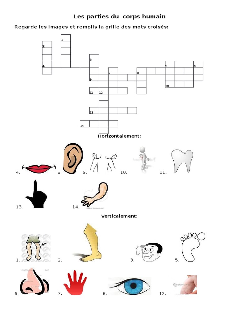 Parties Du Corps Mots Croises | PDF
