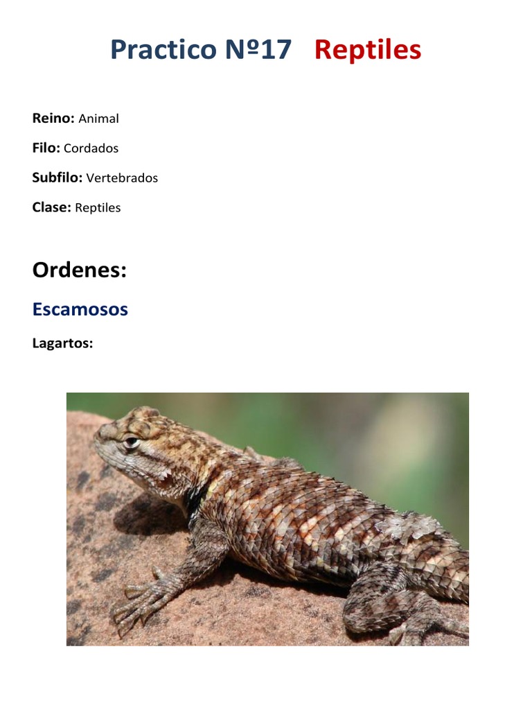 Características y Clasificación de Reptiles | PDF | Fósiles Vivientes ...