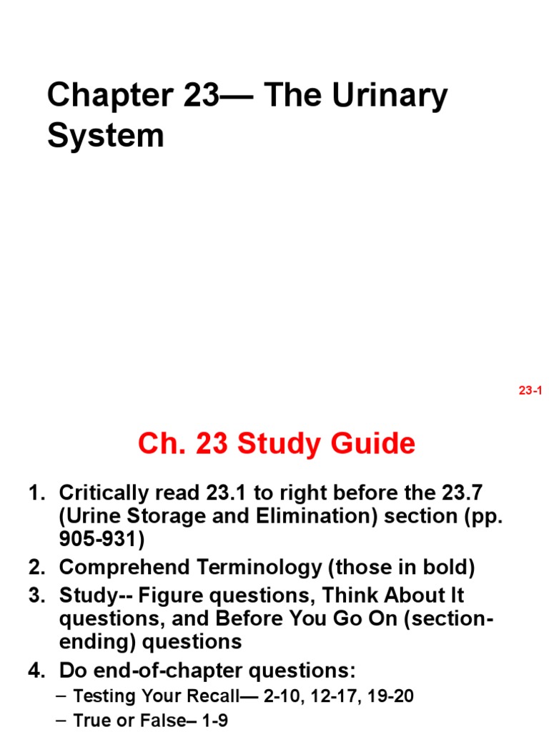 Chapter 23 - The Urinary System | PDF | Kidney | Renal Function