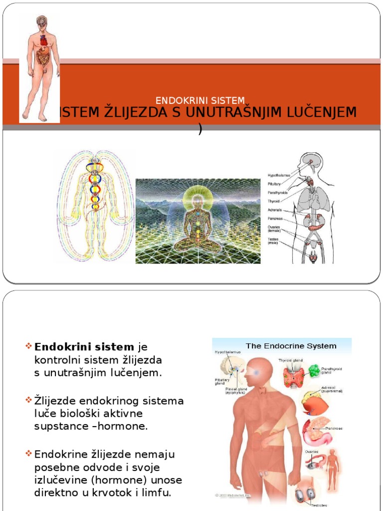 Endokrini Sistem | PDF