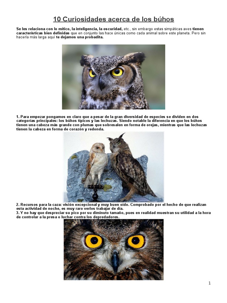 10 Curiosidades Acerca de Los Búhos | PDF