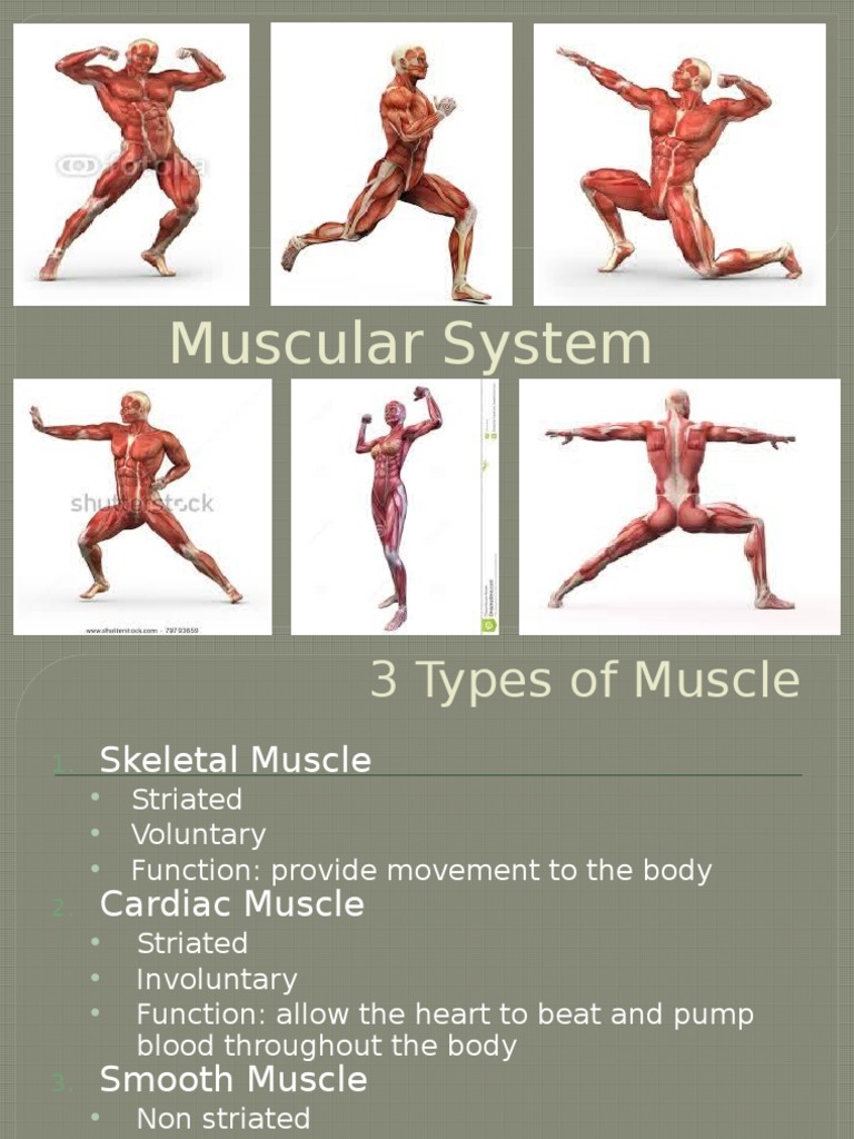 muscular system notes 16 17 | Muscle Contraction | Muscle